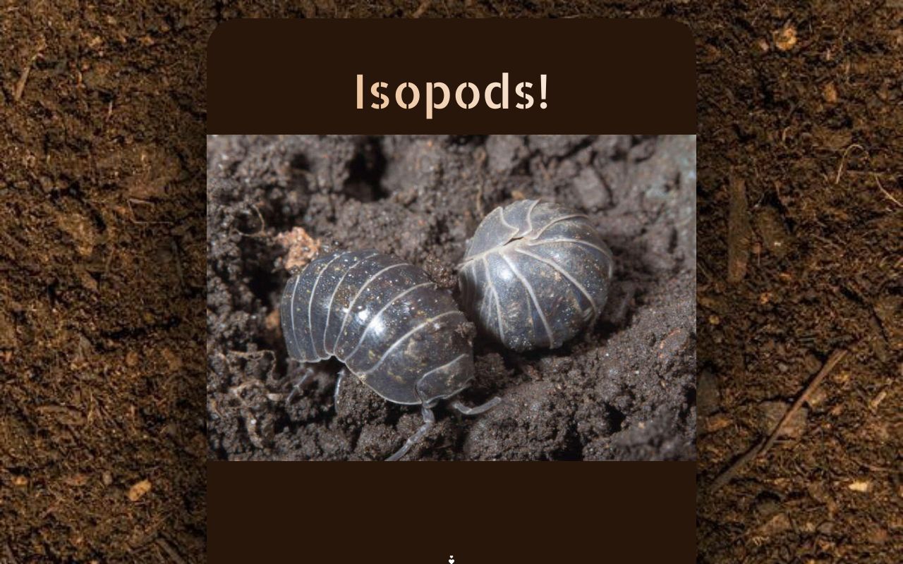 Isopods